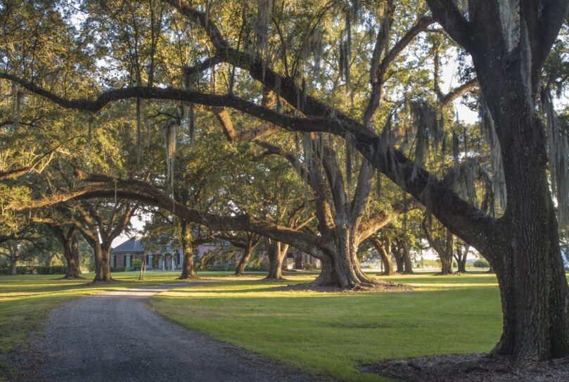 Acadia Plantation Oaks – The Bayou Lafourche Historic Live Oak Tour