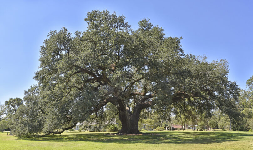 About the Live Oak Society – The Bayou Lafourche Historic Live Oak Tour